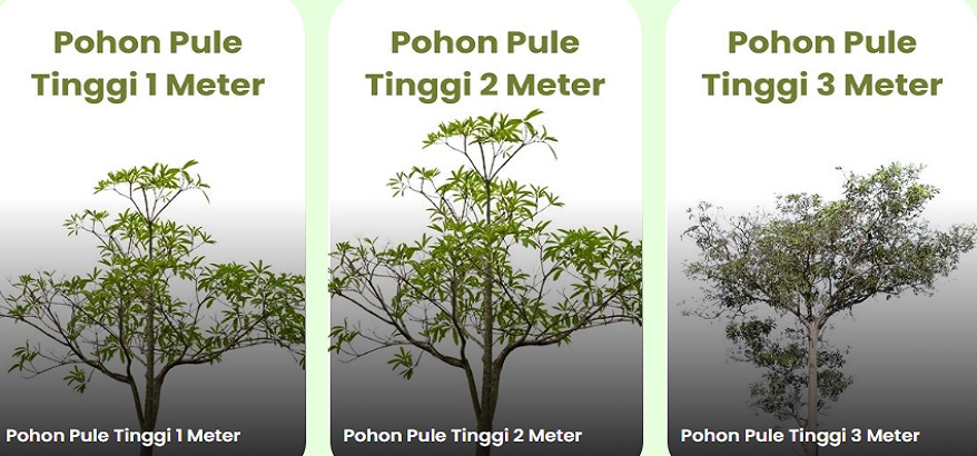 Keistimewaan Pohon Pule Manfaat dan Cara Mendapatkannya - Noni Personal ...